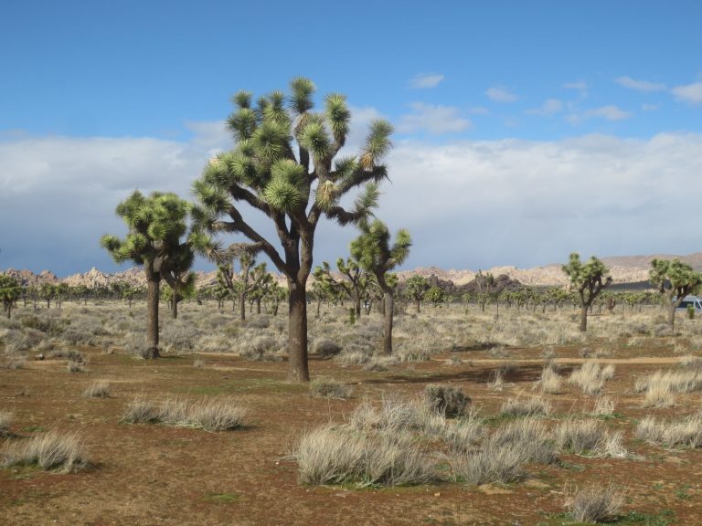 Endangered Species Protection For Joshua Trees Delayed By A Month ...