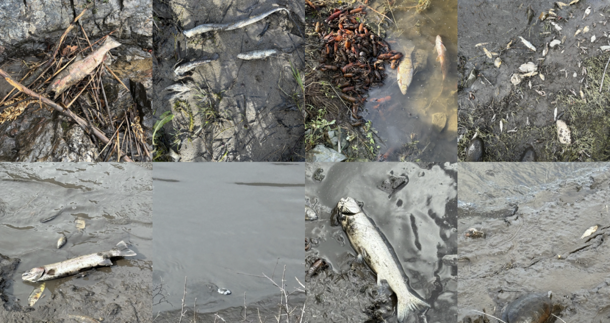 Klamath River Native Species – Dead or Alive? – California Globe