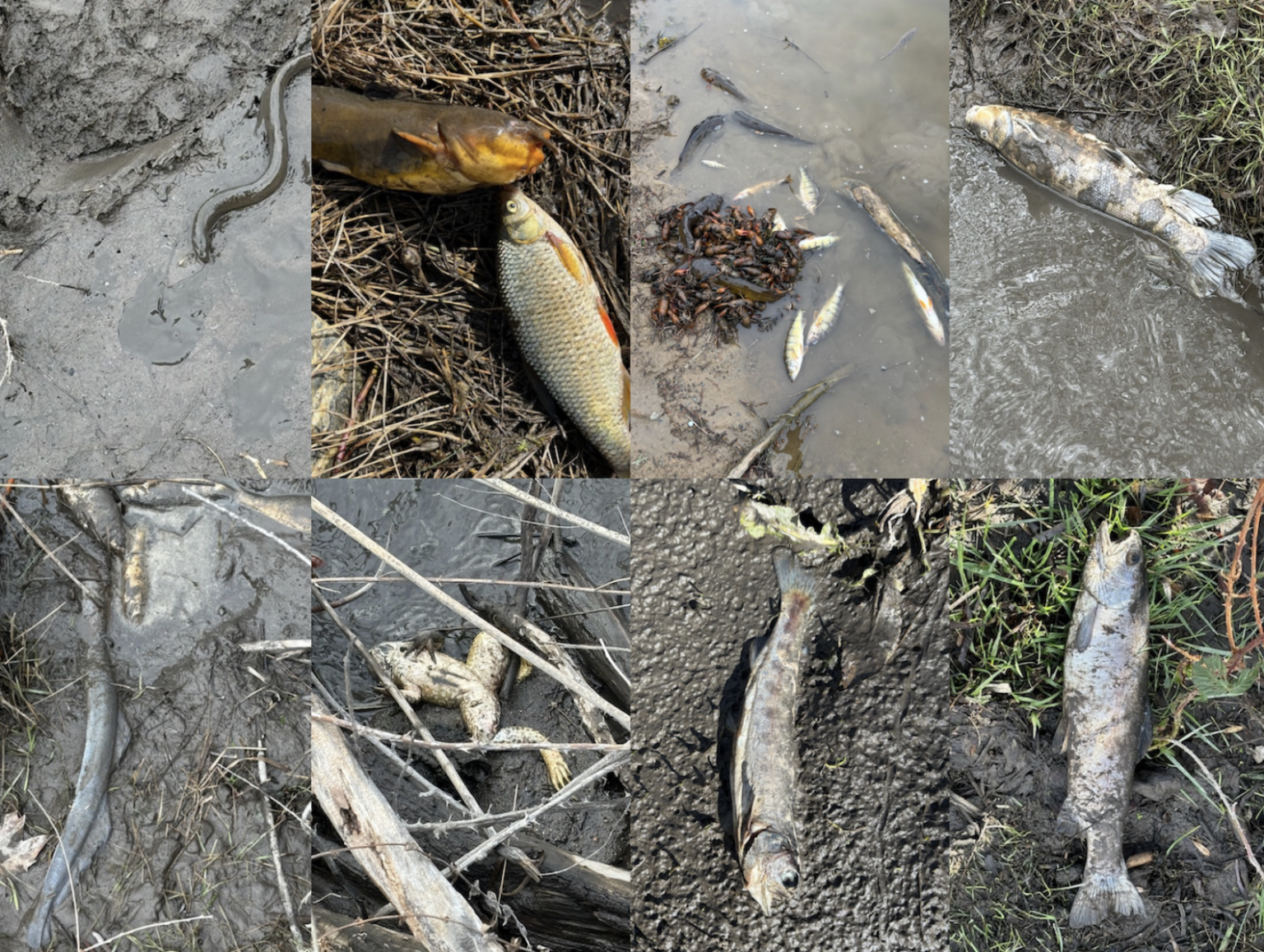 Klamath River Native Species – Dead or Alive? – California Globe