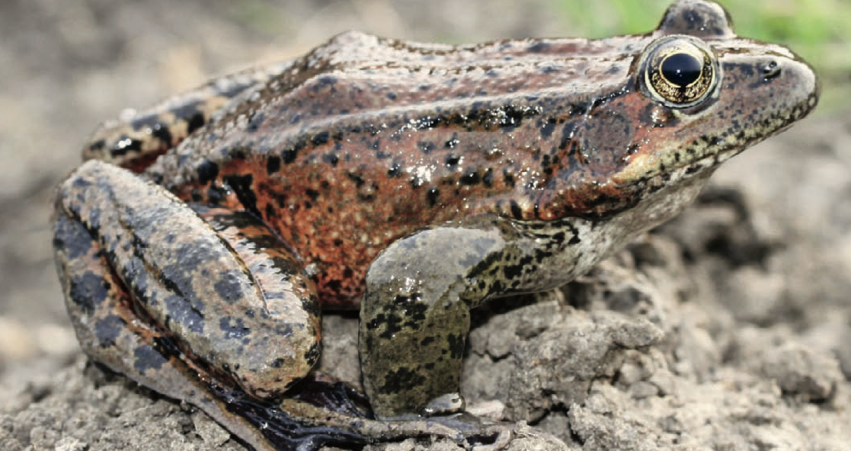 Commercial Use of Reptiles – California Globe